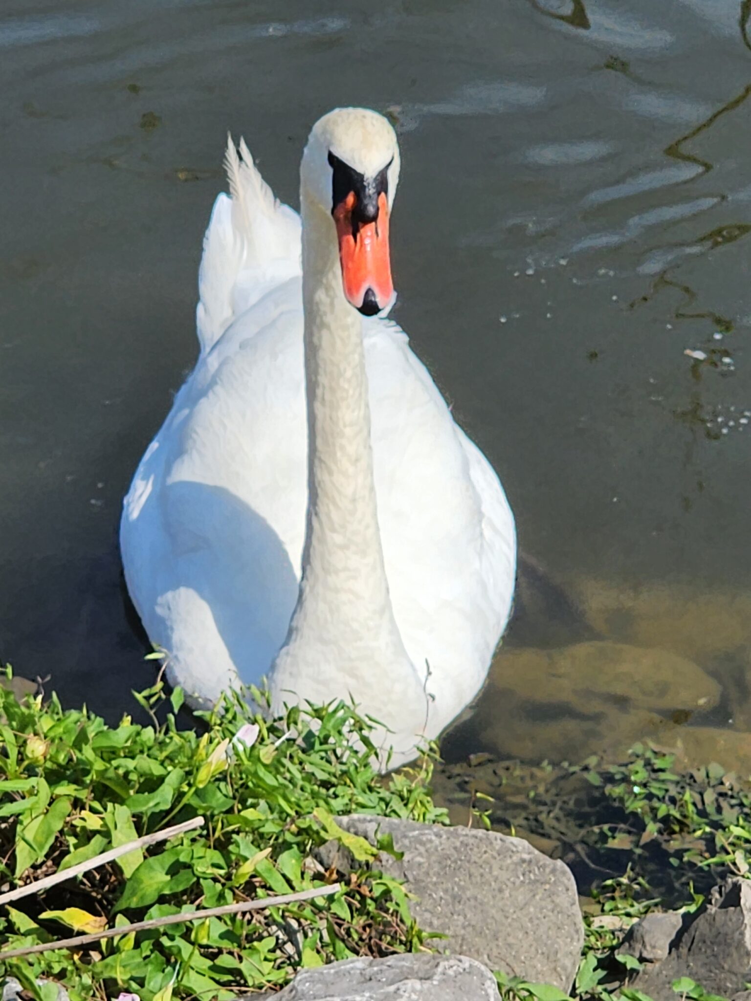 Hudson the Swan: A Beloved Spirit—and Celebrity—of the Hudson River ...