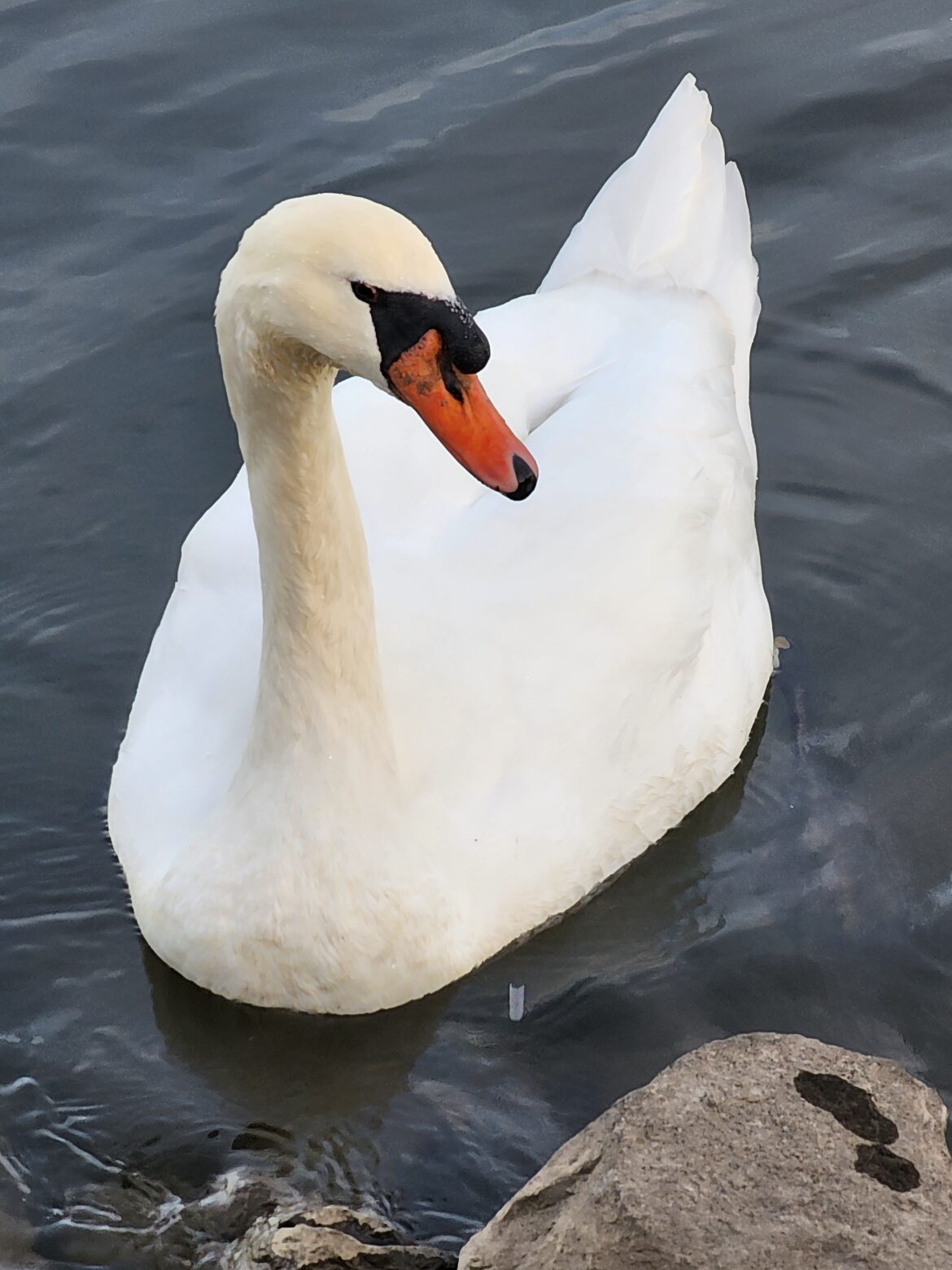 Hudson the Swan: A Beloved Spirit—and Celebrity—of the Hudson River ...